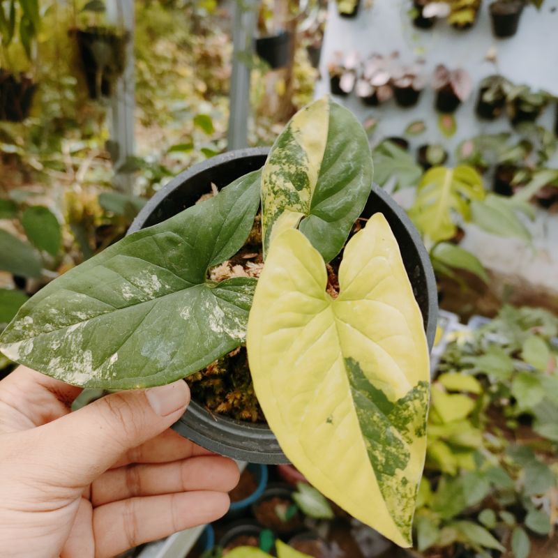 Jual Syngonium yellow varigata atau variegata (khusus P. Jawa dan Bali ...