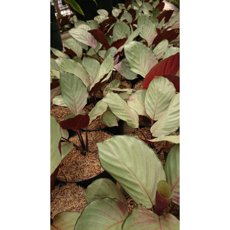 Jual tanaman hias calathea silver plate | Shopee Indonesia
