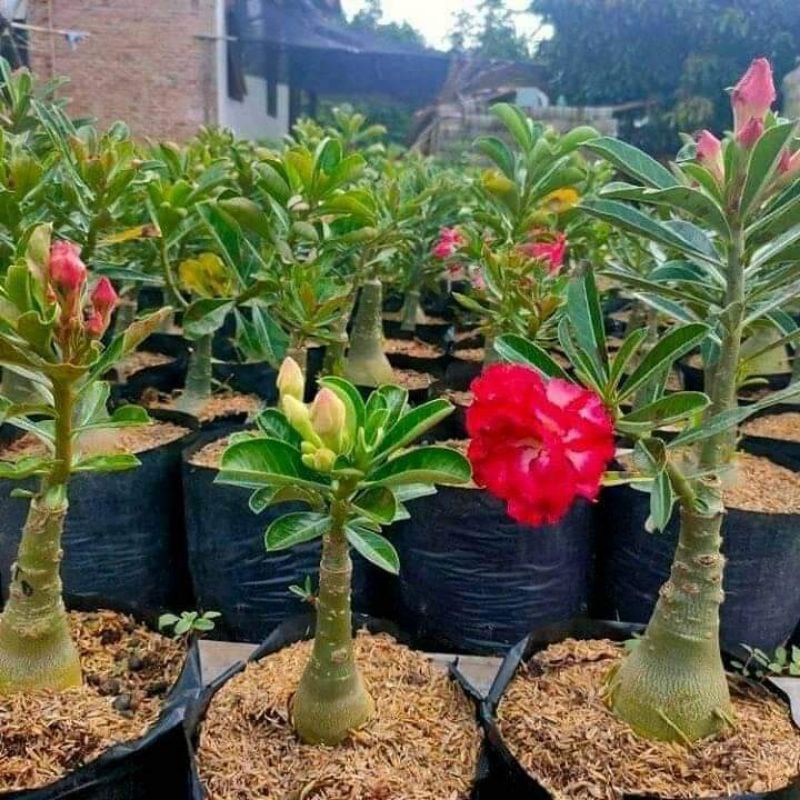Jual pohon adenium bunga merah | Shopee Indonesia