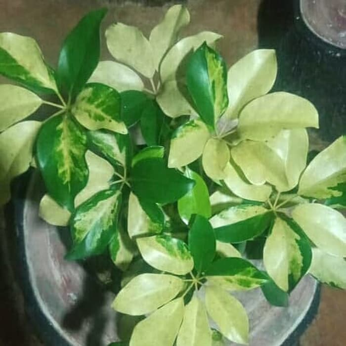 Jual tanaman hias walisongo varigata - walisongo daun besar | Shopee ...