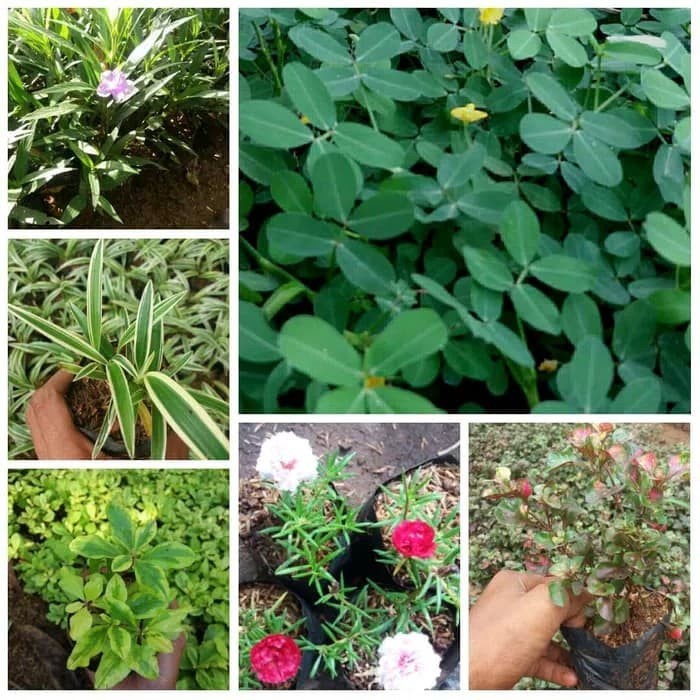 Jual tanaman hias 6 paket tanaman list - tanaman murah | Shopee Indonesia