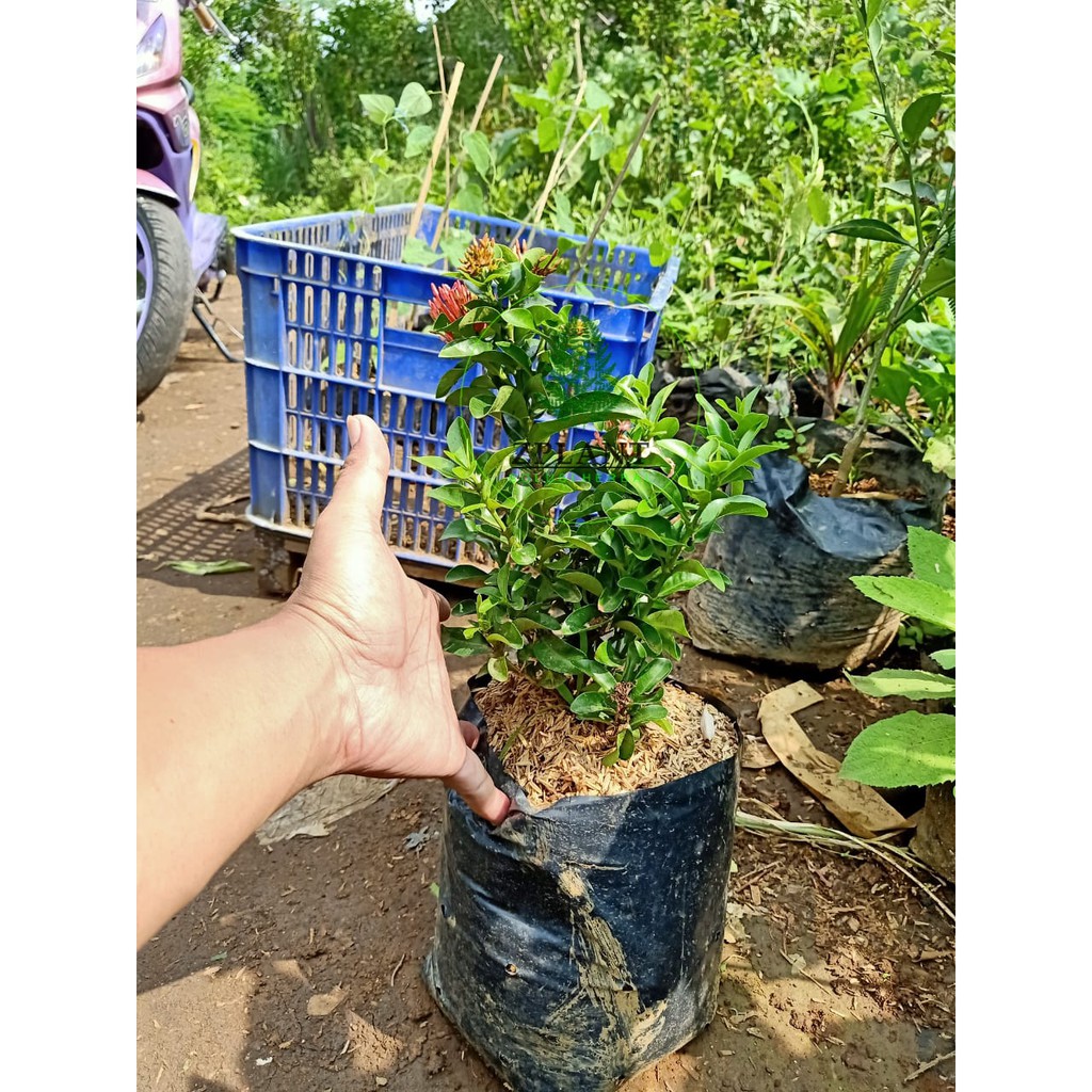 Jual Tanaman Hias Bunga Asoka Soka Pink Saraca Indica Pohon Bunga Asoka ...