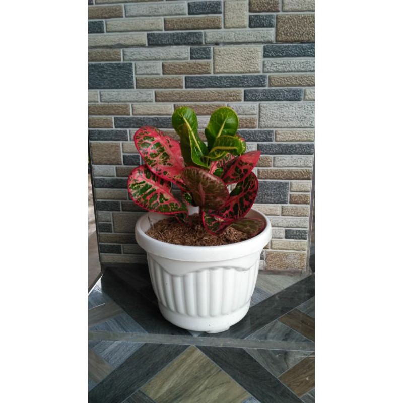 Jual Promo bunga puring kirana cantik tanaman hias bunga | Shopee Indonesia