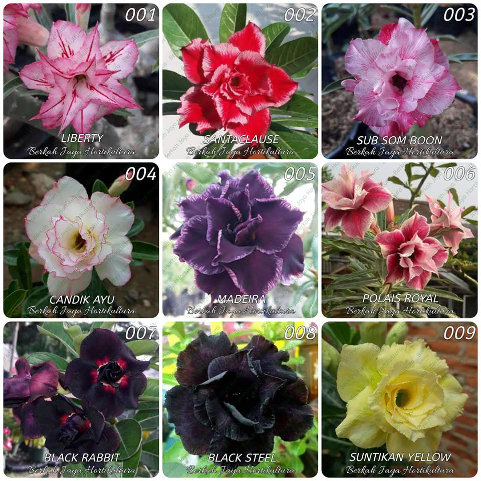 Jual Adenium Grafting Bunga Tumpuk Pilihan No. 1-9 | Shopee Indonesia