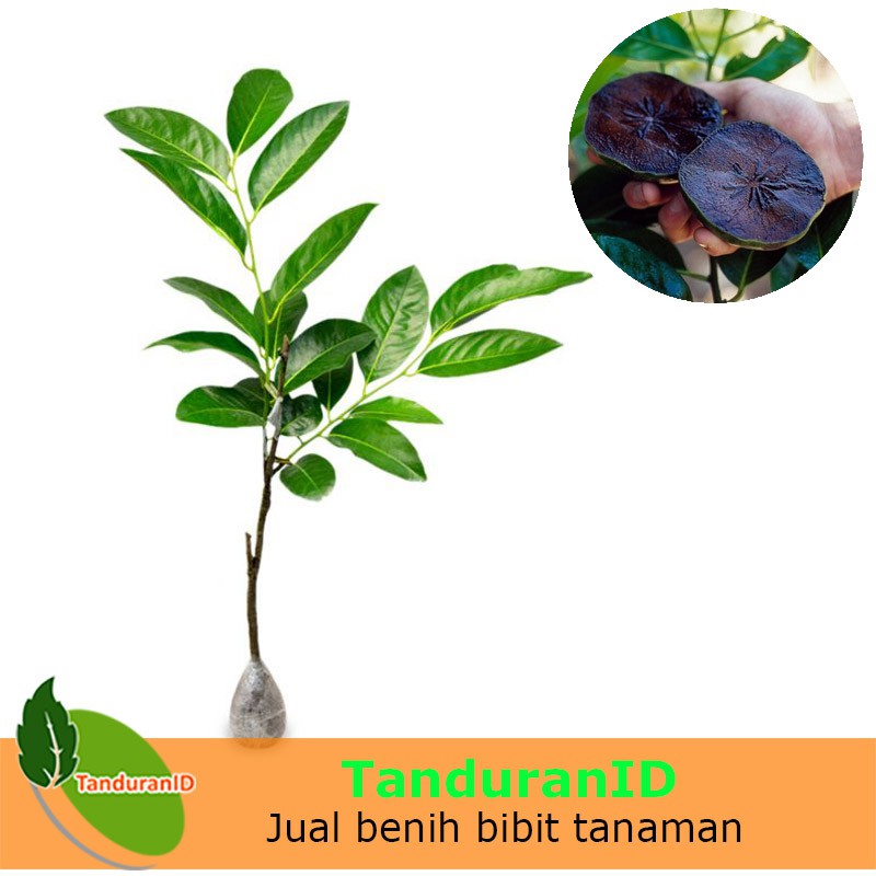 Jual Bibit Tanaman Black Sapote Jumbo ( Sawo Hitam ) (WISATA FLORA ...