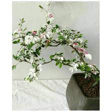 Jual Tanaman Asem Belanda (Pithecellobium dulce) Rimbun Variegata Pohon ...