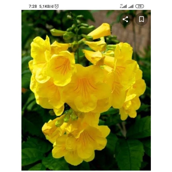 Jual bunga tecomaria | Shopee Indonesia