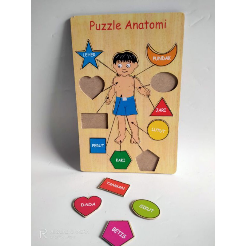 Jual Puzzle kayu puzzle anatomi putra | Shopee Indonesia