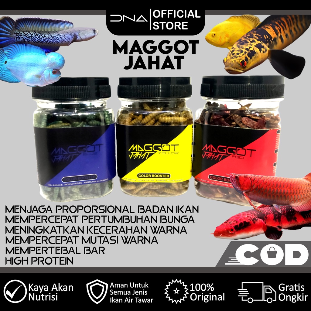 Jual MAGGOT JAHAT BSF KERING Pakan ikan predator tersedia varian YELLOW ...