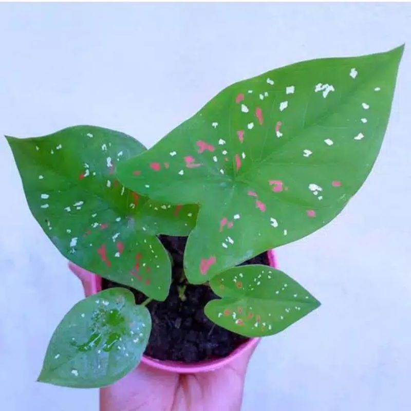 Jual Tanaman hias Keladi tri color--caladium tri colour | Shopee Indonesia