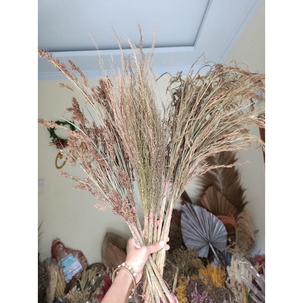 Jual bunga kering rumput lembut alang ilalang sereh rustic aestehic ...