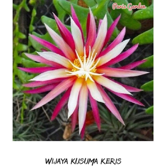 Jual TANAMAN HIAS BUNGA WIJAYA KUSUMA KERIS | BIBIT KAKTUS KERIS ...