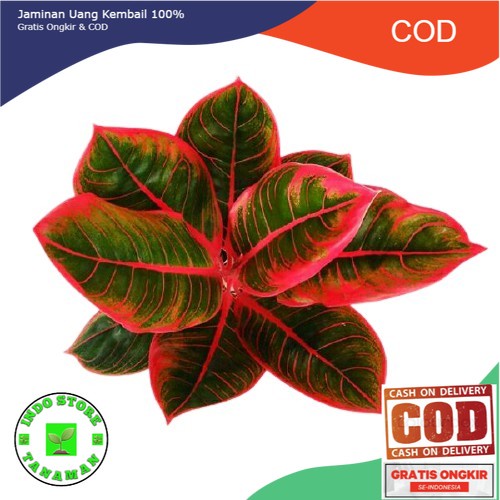 Jual Aglaonema siam aurora-aglonema lipstik-Lipstick-Bunga Hidup ...