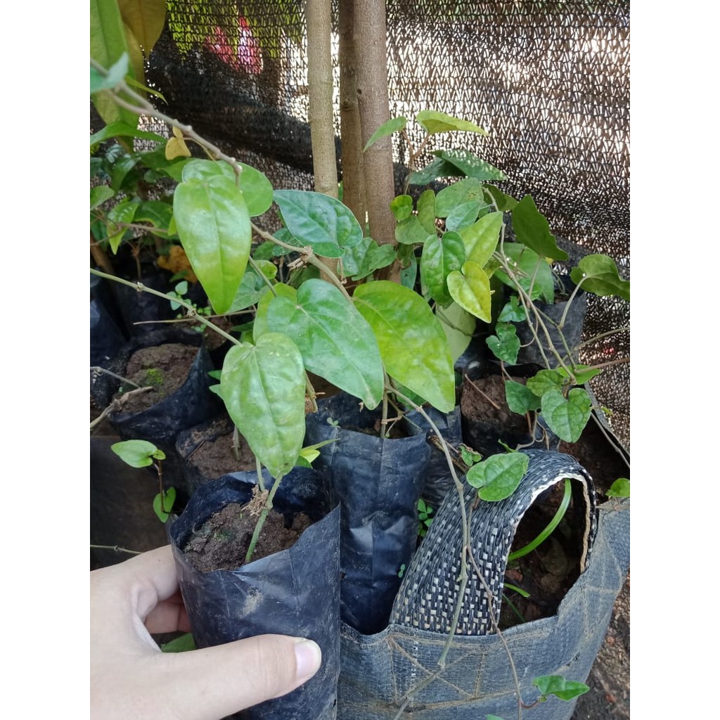 Jual Bibit cabe jawa unggul berbuah lebat | Shopee Indonesia