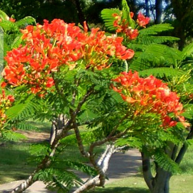 Jual tanaman Bunga Flamboyan Bunchosia Hujan Emas Kembang Merak Otok ...