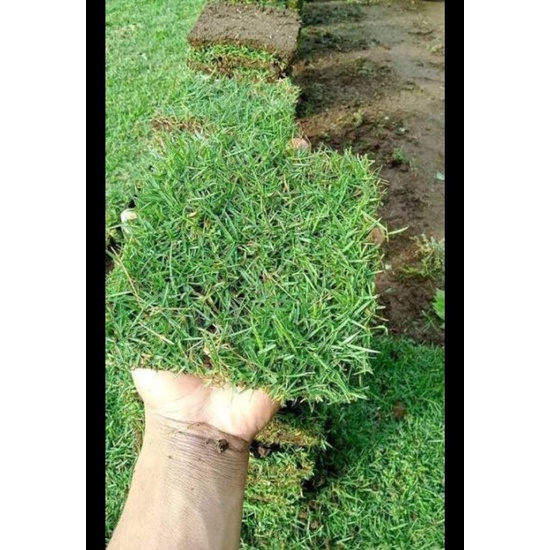 Jual Rumput Peking 1 meter + jasa tanam + perapihan lahan + garansi ...