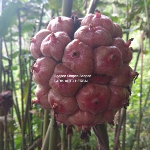 Jual buah honje segar | Shopee Indonesia