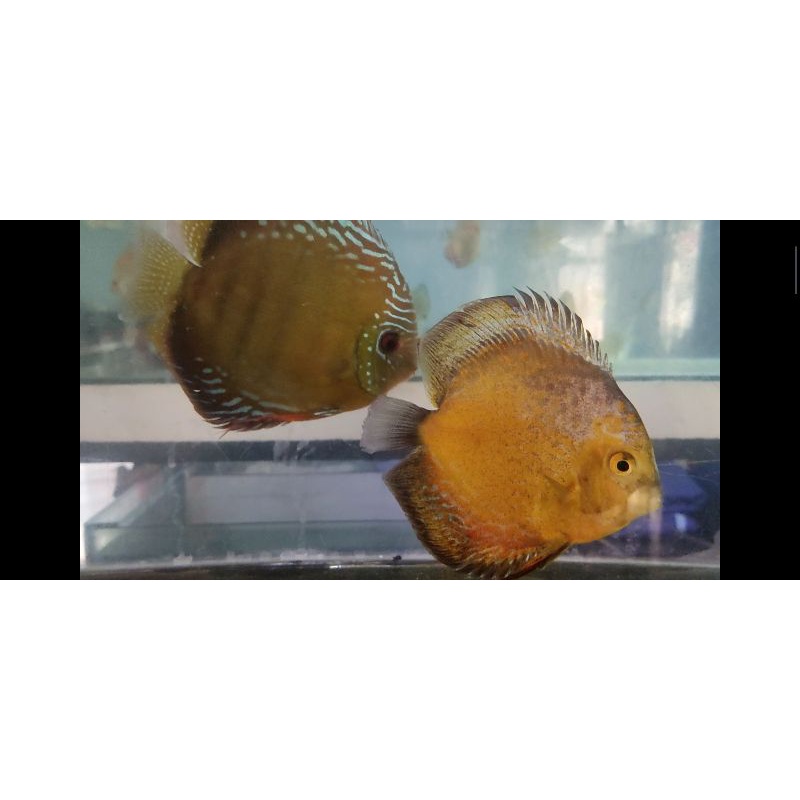 Jual Ikan Discus Blue Turquoise Pair | Shopee Indonesia