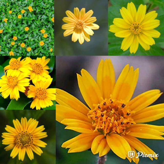 Jual Bibit Benih Bunga Wedelia (2 Butir) | Shopee Indonesia