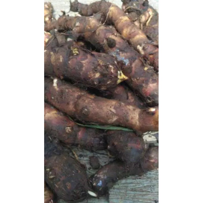 Jual umbi talas kimpul 1 kg | Shopee Indonesia