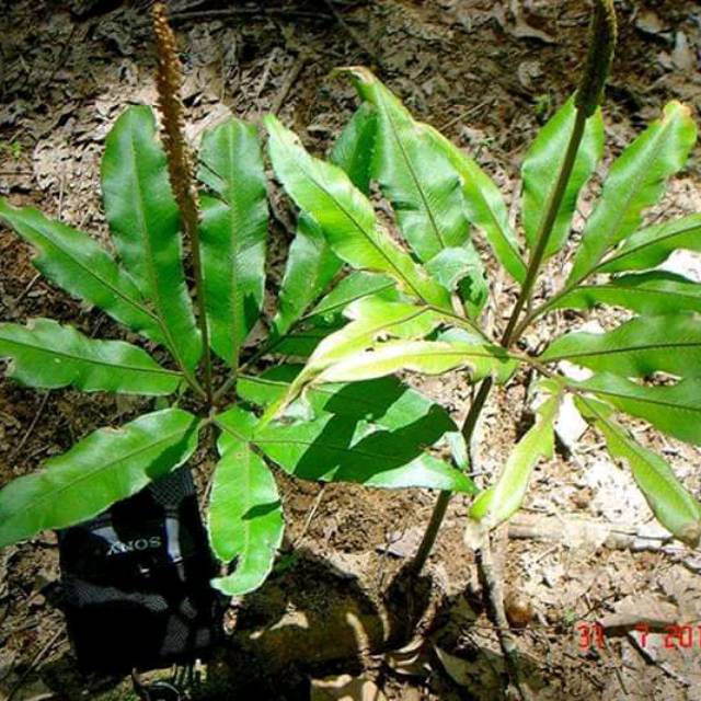 Jual Bibit benih tanaman tunjuk langit.murah | Shopee Indonesia