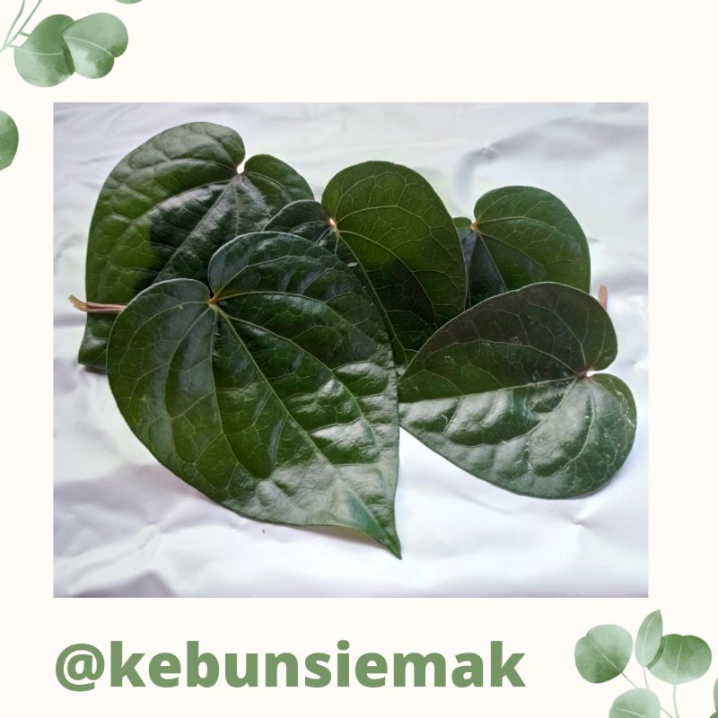 Jual Daun sirih suruh | Shopee Indonesia