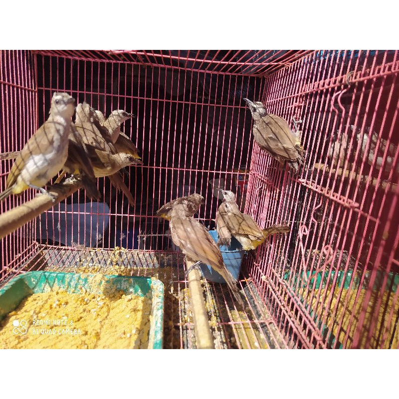 Jual Burung jogjog trucukan trucuk khusus bandung | Shopee Indonesia