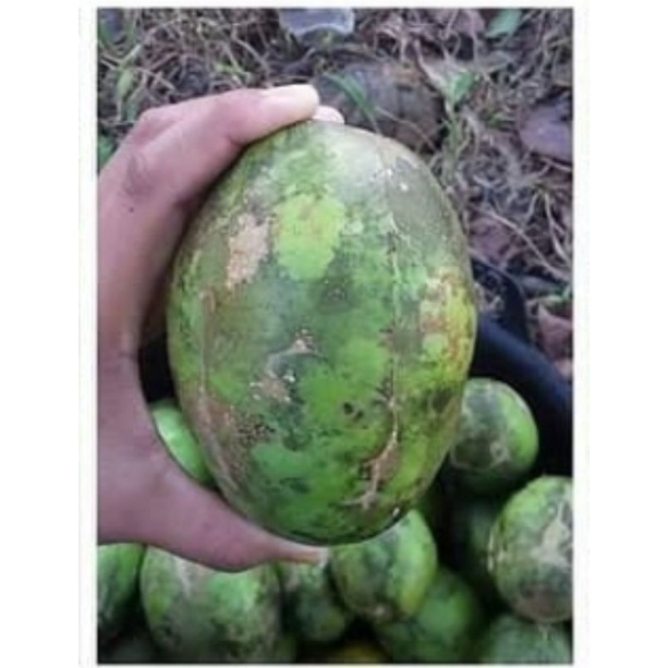 Jual Bibit Tanaman Kedondong Karimun / Kedondong Kebo Super - Siap ... Jual Bibit Tanaman Kedondong Karimun / Kedondong Kebo Super - Siap ...