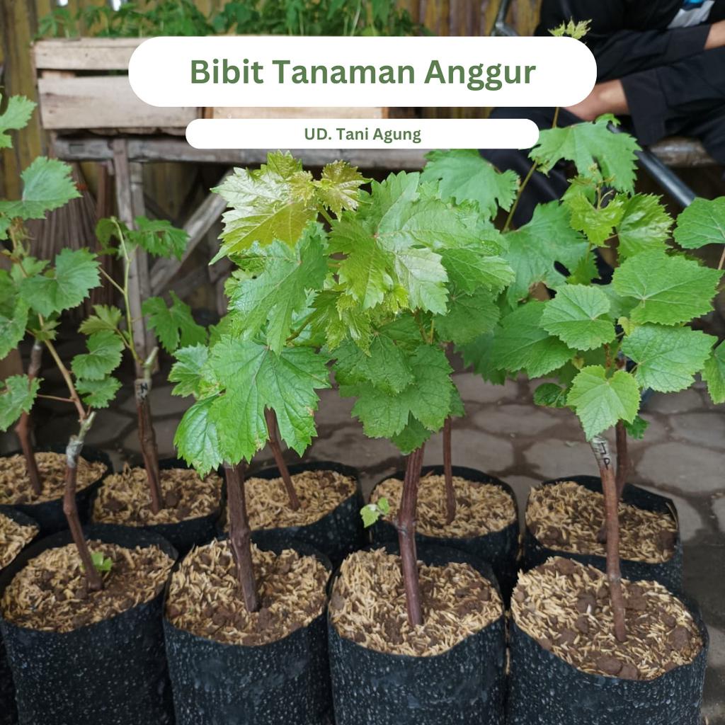 Jual Benih Tanaman anggur | Shopee Indonesia