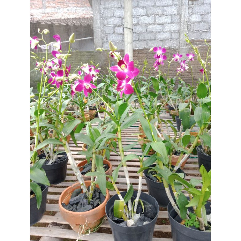 Jual Dendrobium bulat sonia | Shopee Indonesia