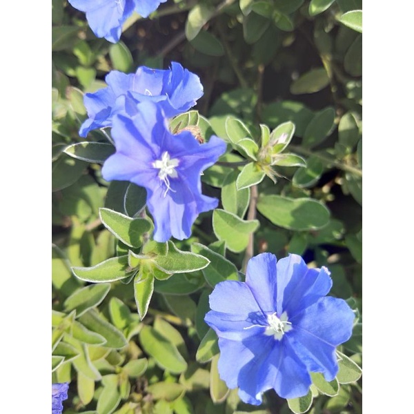 Jual Tanaman Baby Blue /Shaggy Dwarf Morning Glory / Bunga Biru ...