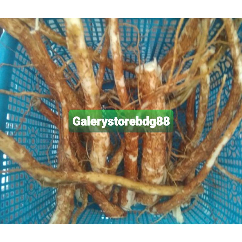 Jual Akar pepaya jepang segar khusus akarnya | Shopee Indonesia