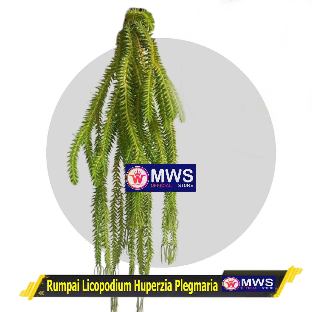 Jual Rumpai Licopodium Huperzia Plegmaria KUMPAI BINTANG ( MWS OFFICIAL ...
