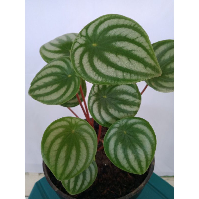 Jual Tanaman Hias Paperomia Watermelon daun mirip buah melon/semangka ...