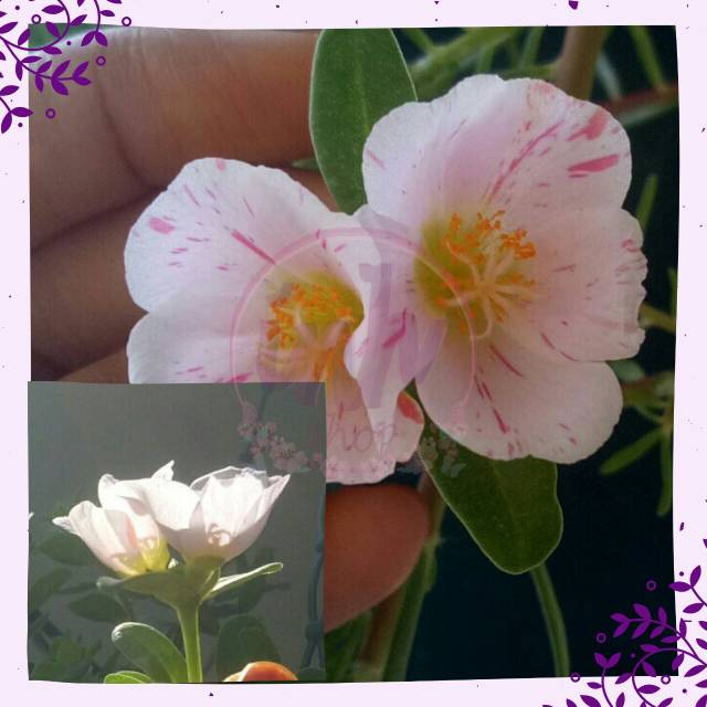 Jual RARA STEK BATANG BUNGA KROKOT MAWAR / PORTULACA / GRANDIFLORA ...