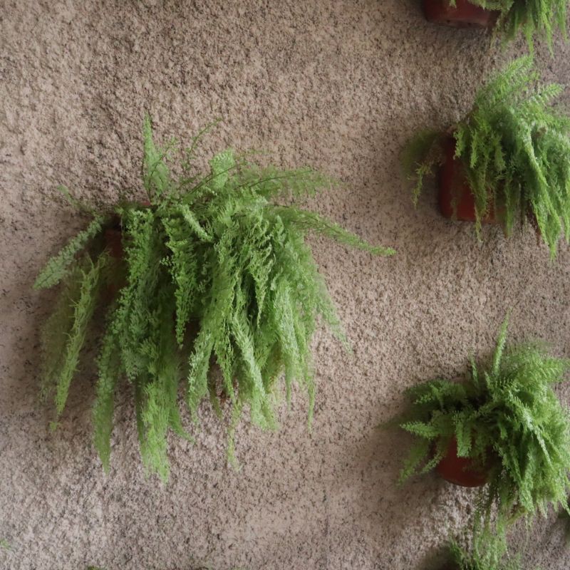 Jual tanaman hias pakis embun | Shopee Indonesia