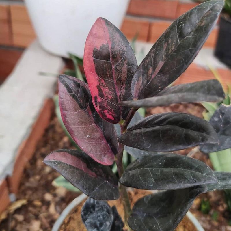 Jual Tanaman Rare Zamia Black Raven Variegata | Shopee Indonesia