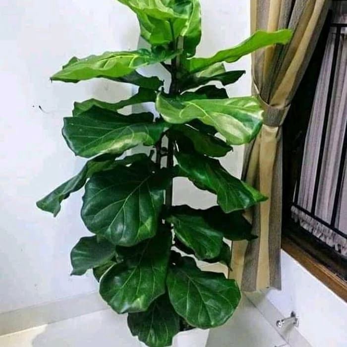 Jual Tanaman Hias Ketapang Biola Tinggi 1 Meter / Tanaman Indoor ...