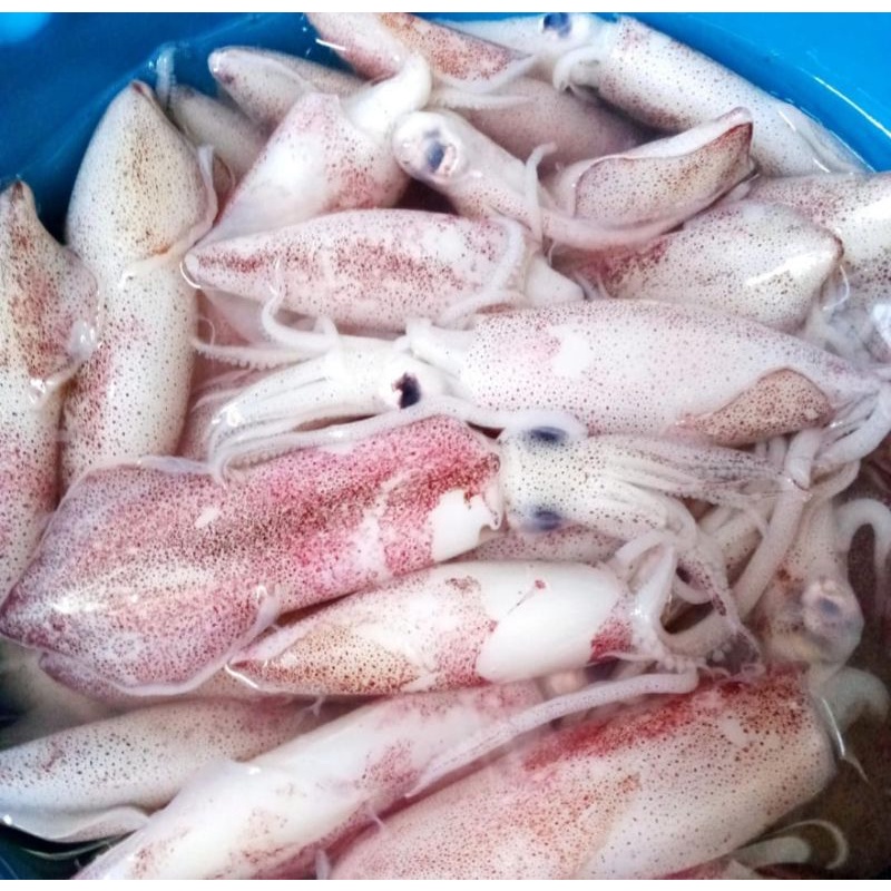 Jual Cumi Segar / Cumi Basah / Cumi Tintah Segar Berat 250 Grm | Shopee ...