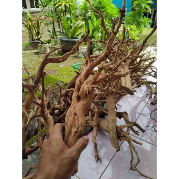 Jual Akar Rasamala XL | Shopee Indonesia