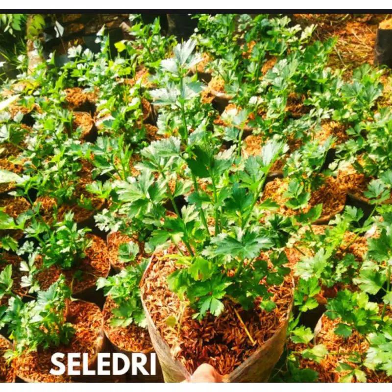 Jual Tanaman Seledri - Pohon Seledri - Tanaman Herbal | Shopee Indonesia