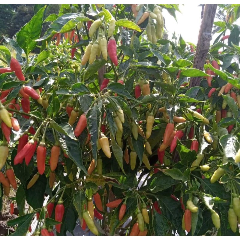 Jual Benih cabe PRENTUL ORIRAME F1 isi 5gram | Shopee Indonesia