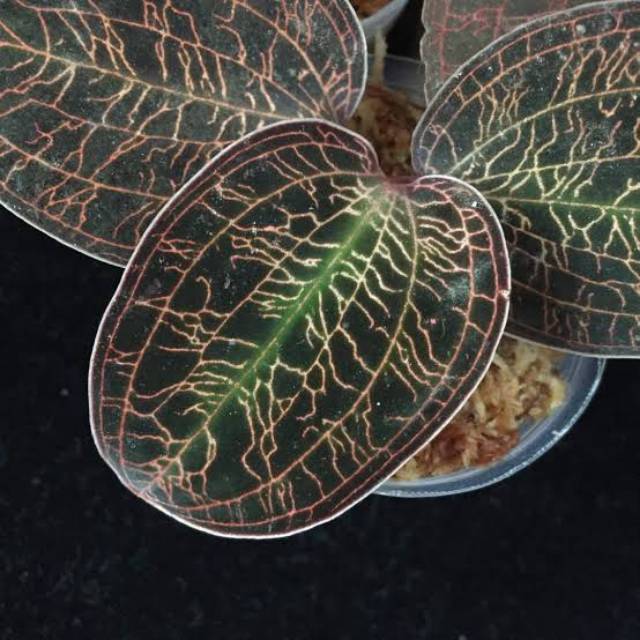 Jual jewel orchid macaudes macodes anggrek permata satu batang | Shopee ...