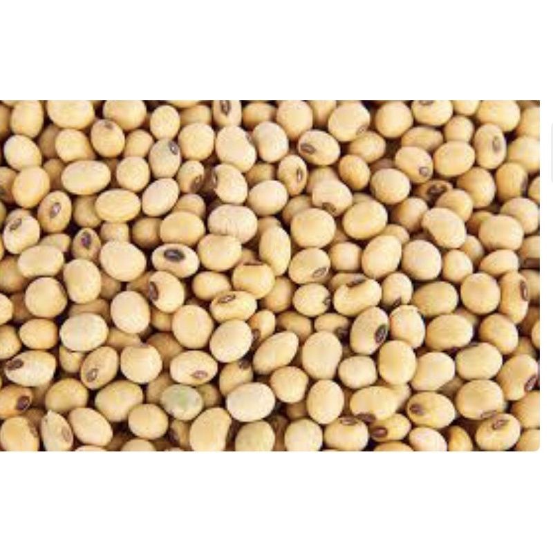 Jual Kedelai Super Kedelai Benih Kacang Kedelai Lokal | Shopee Indonesia