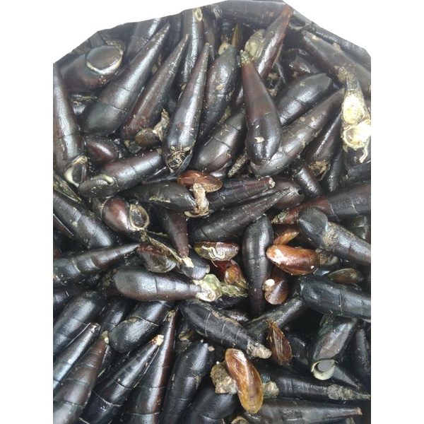 Jual siput/susuh/tutut Laut 1kg | Shopee Indonesia