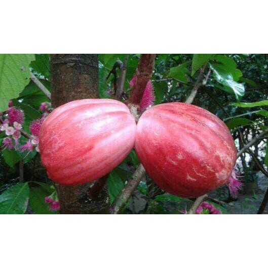 Jual KW1 TANAMAN BUAH JAMBU BOL CANDY STRIPE STRIP NEW! | Shopee Indonesia