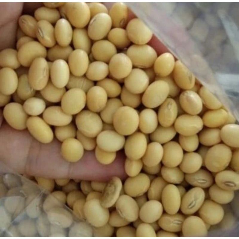 Jual 500gr BENIH KEDELAI VARIETAS ANJASMORO | Shopee Indonesia