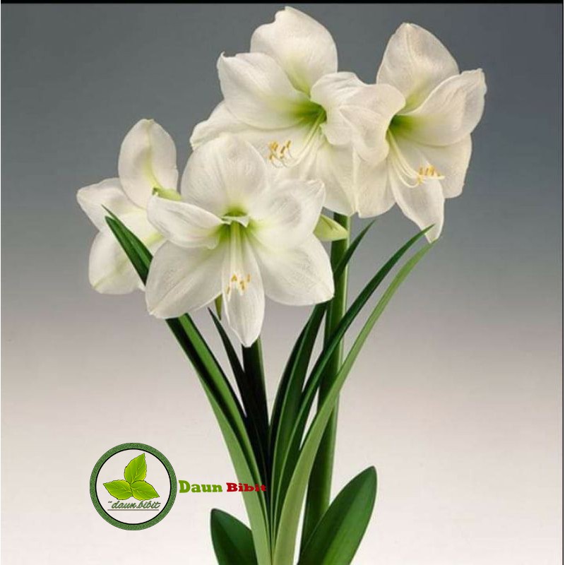 Jual Bibit Bunga Amarilis Putih | Shopee Indonesia
