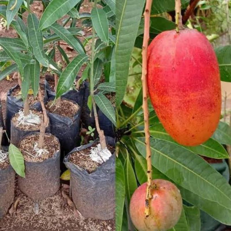 Jual Bibit tanaman mangga king yuen super original | Shopee Indonesia