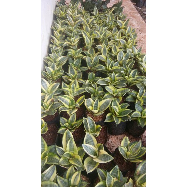 Jual PRODUK UNGGULAN bibit sensivera kodok -tanaman sensivera-pohon ... Jual PRODUK UNGGULAN bibit sensivera kodok -tanaman sensivera-pohon ...